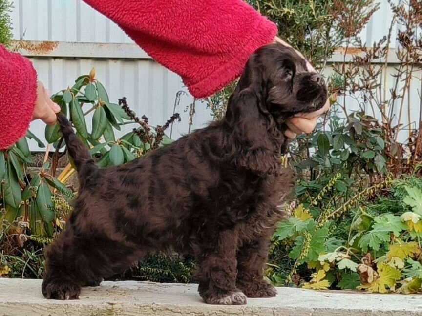 Американский кокер девочки