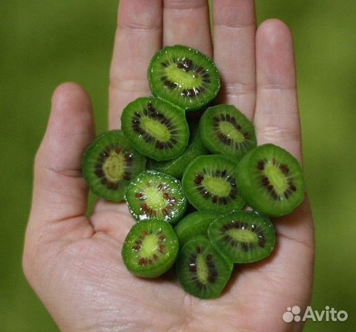 Актинидия Иссаи самоплодная аргута купить в Кропоткине | Товары для ...
