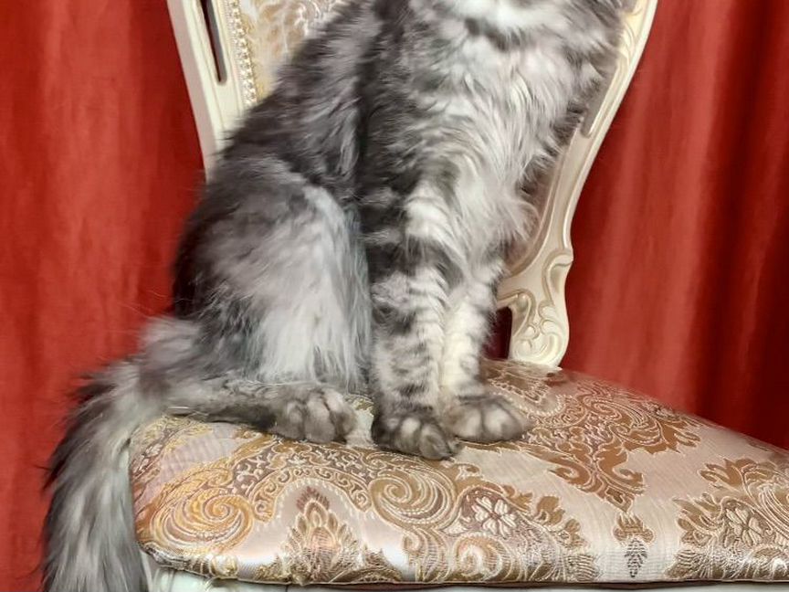Роскошный Мачо