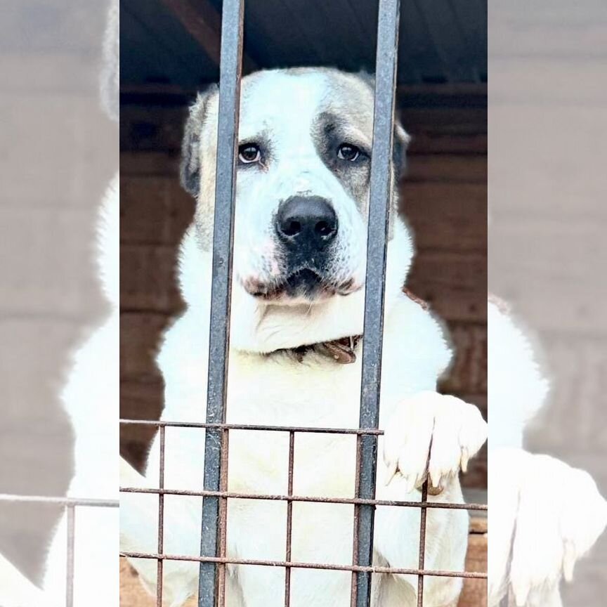 Среднеазиатская овчарка, взрослая собака