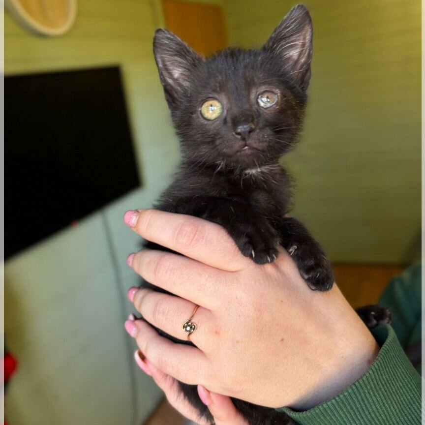 Котёнок в добрые руки