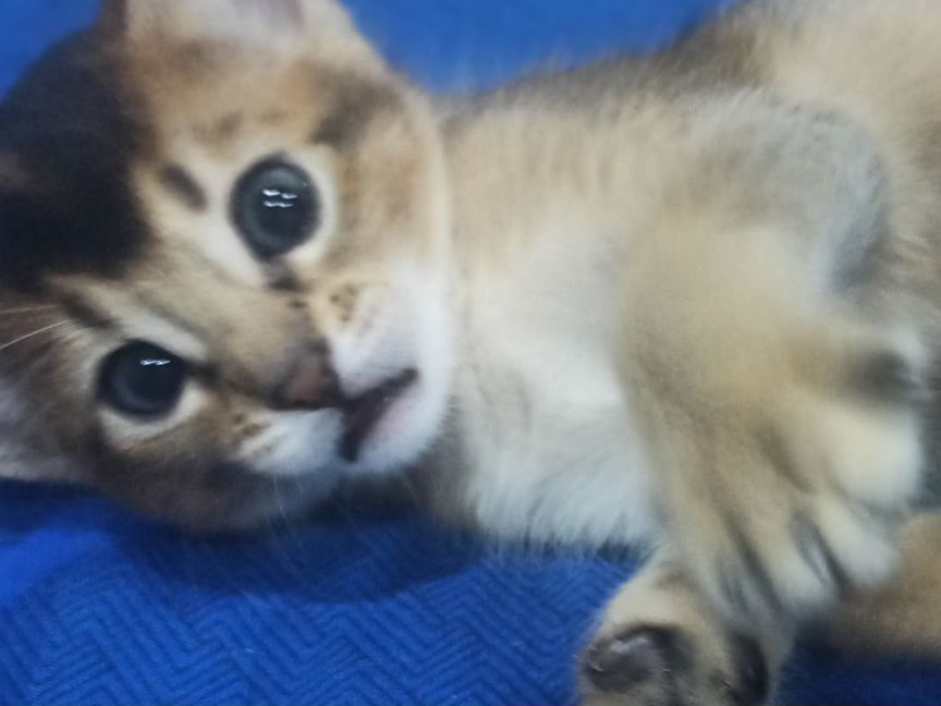 Резерв Абиссинских котят