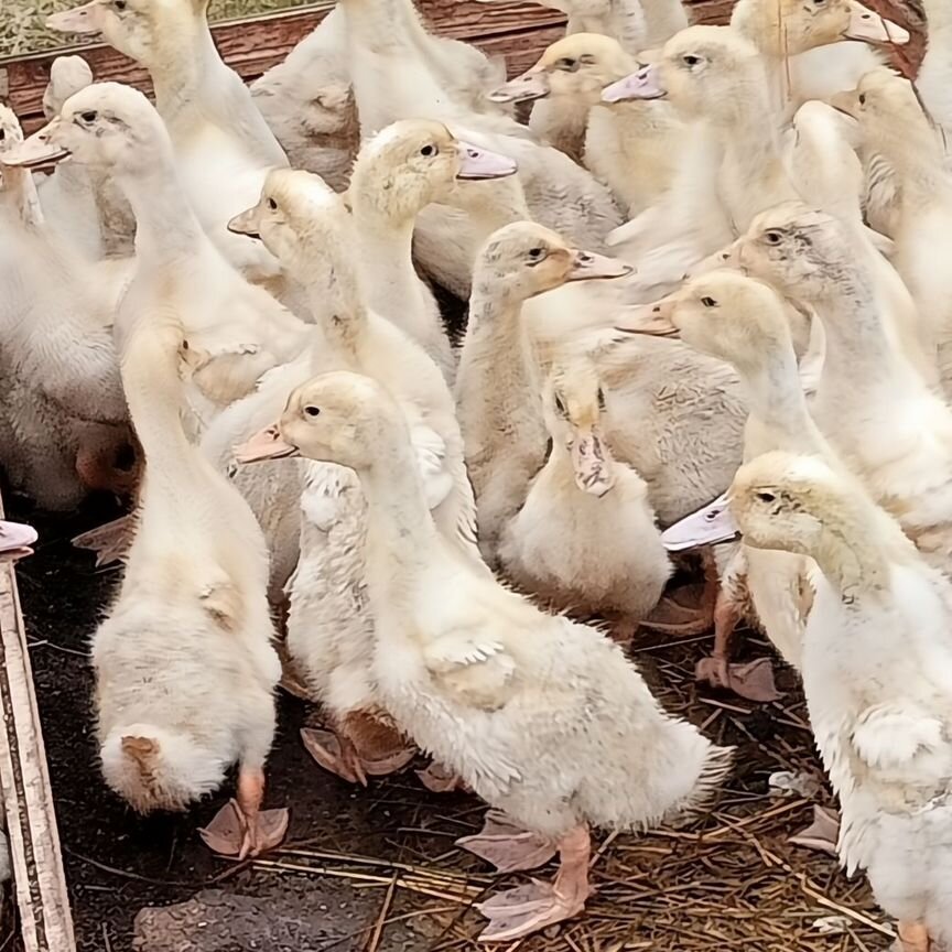 Пекинская утка