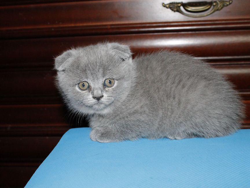 Шотландские котята