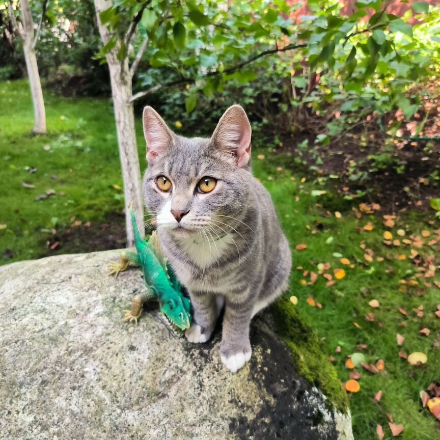 Котик в добрые руки