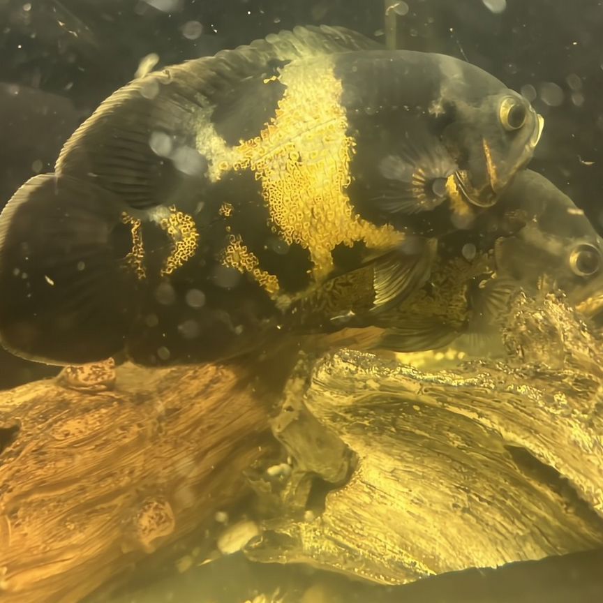 Астронотусы