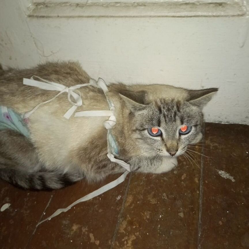 Красивой кошеке нужен дом или передержка