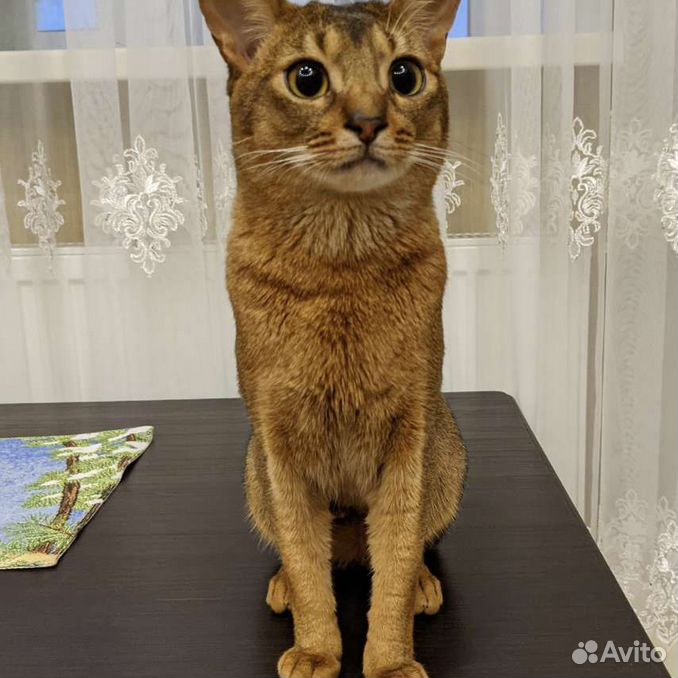 Абиссинский кот Осеменитель