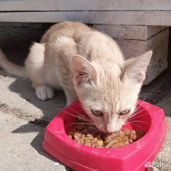 Бездомные котята,выброшены на рынок хозяйкой