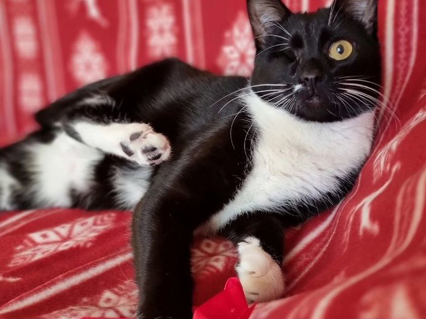 Кошки