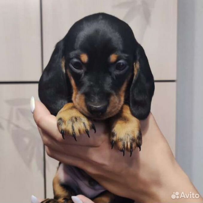 Щенки таксы