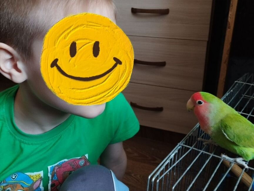 Попугай- неразлучник