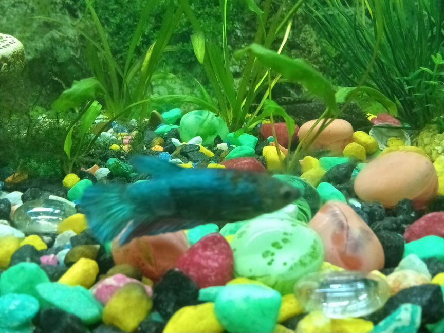 Аквариумные рыбки