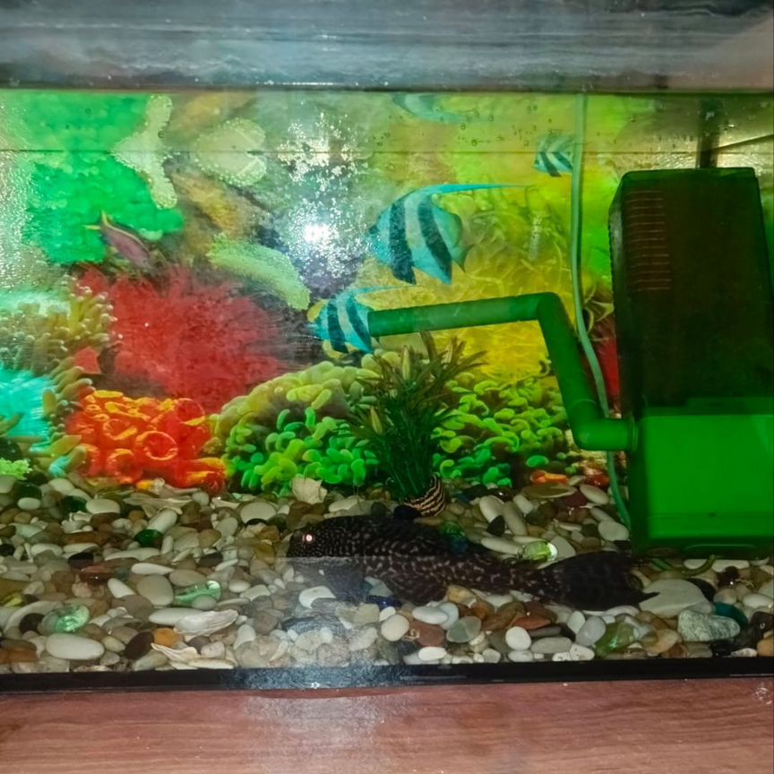 Аквариум с сомиком и всё, что в нем есть