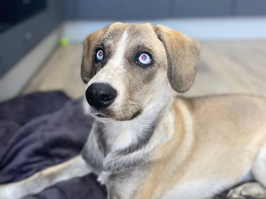 Щенок в добрые руки бесплатно