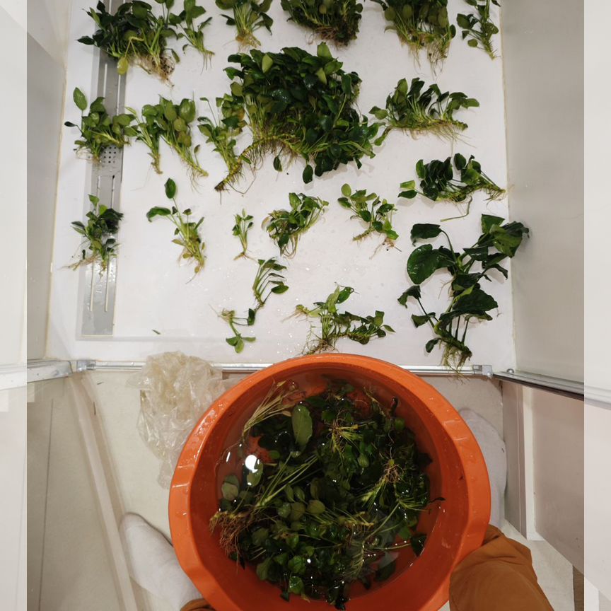 Анубиасы нана и обыкновенные