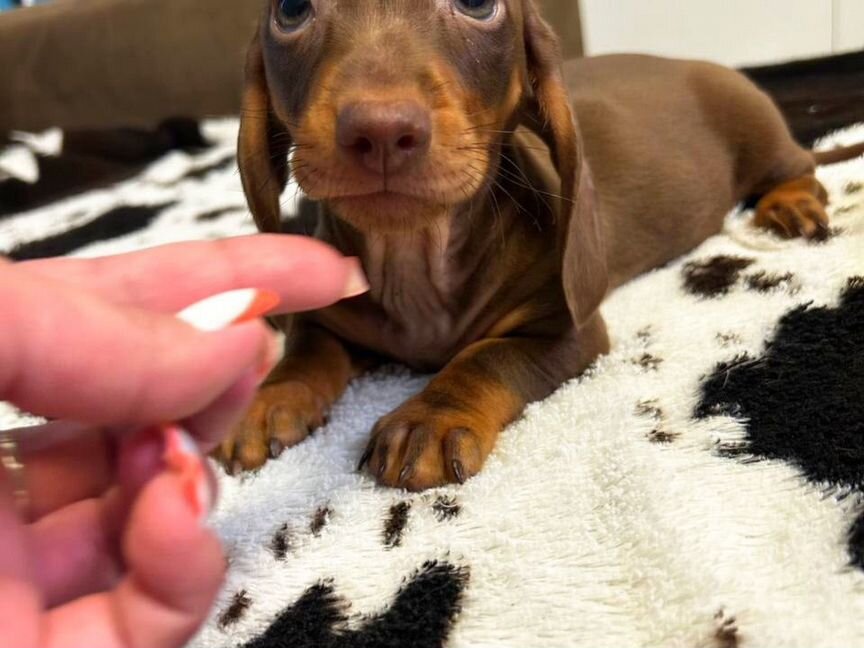 Такса стандартная с документами