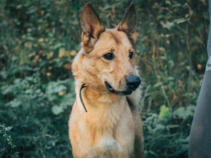 Собаки в дар бесплатно