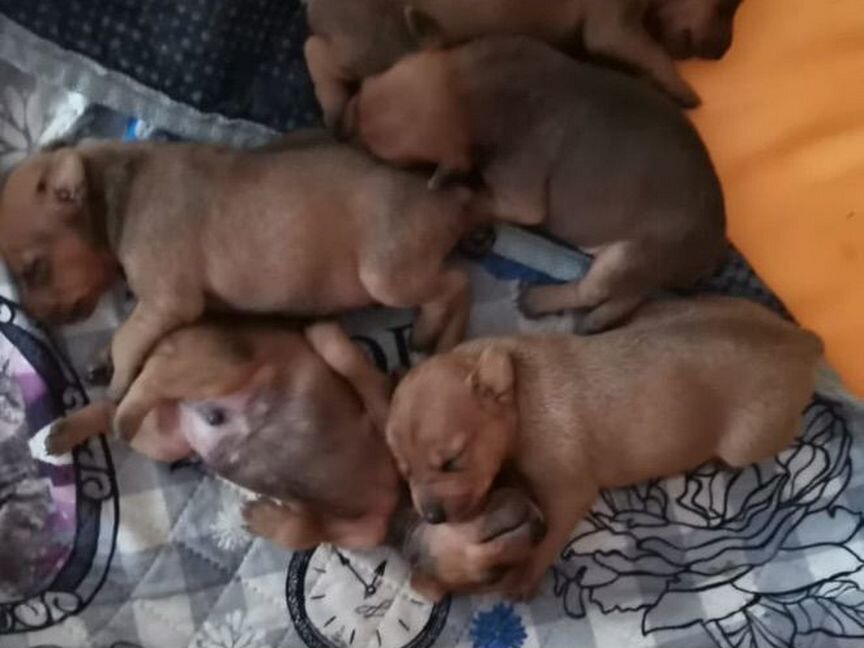 Собака маленькая порода