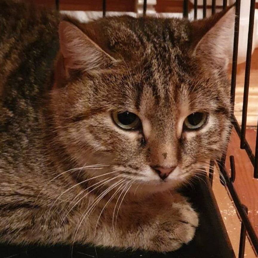 Взрослая, кошка в добрые руки