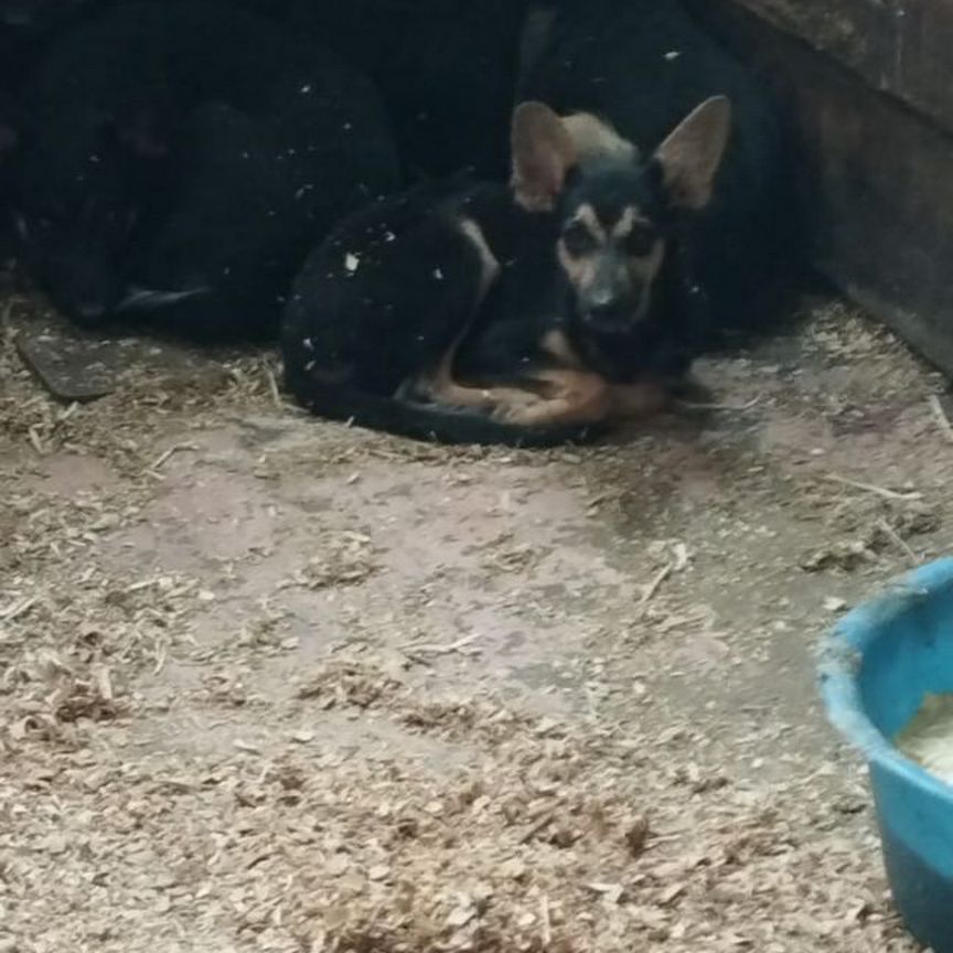 Сложные собаки для милосердных людей