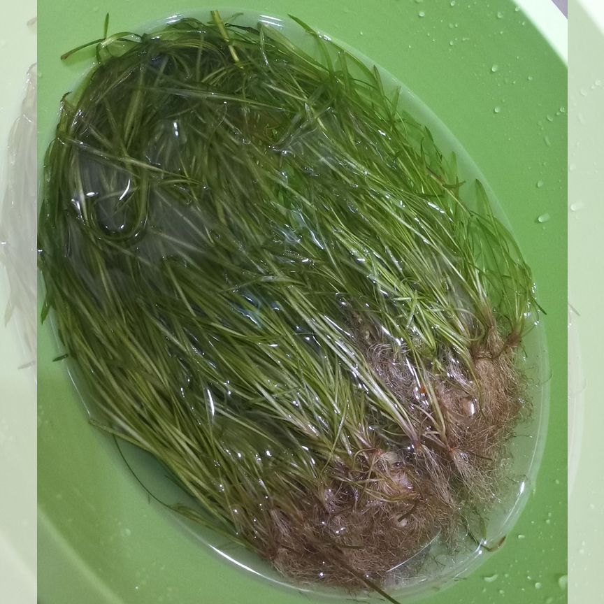 Водоросли (прополка)