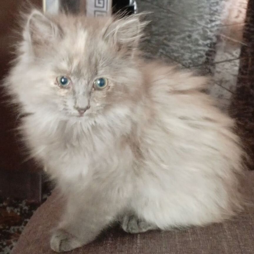 Отдам в самые добрые руки маленькую кошечку