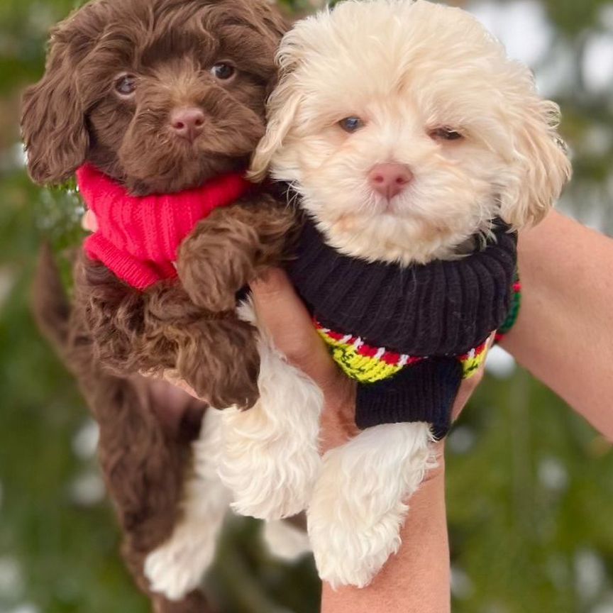 Мальтипу, щенок