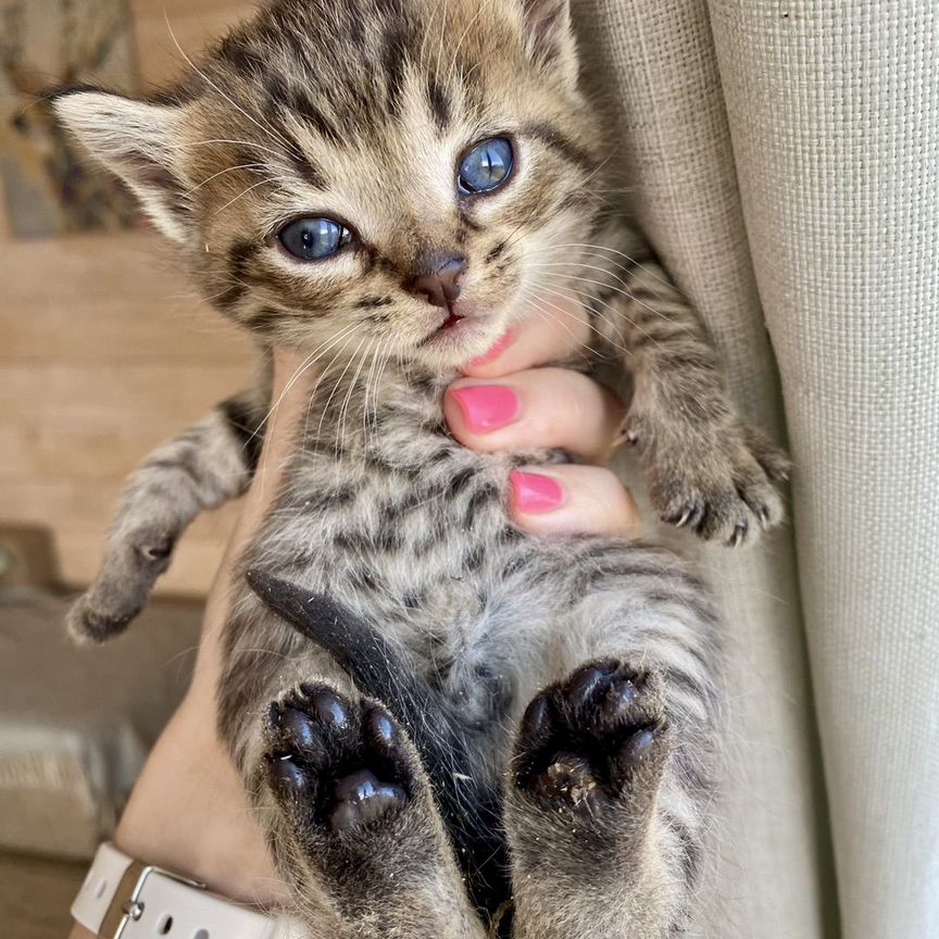 Котенок