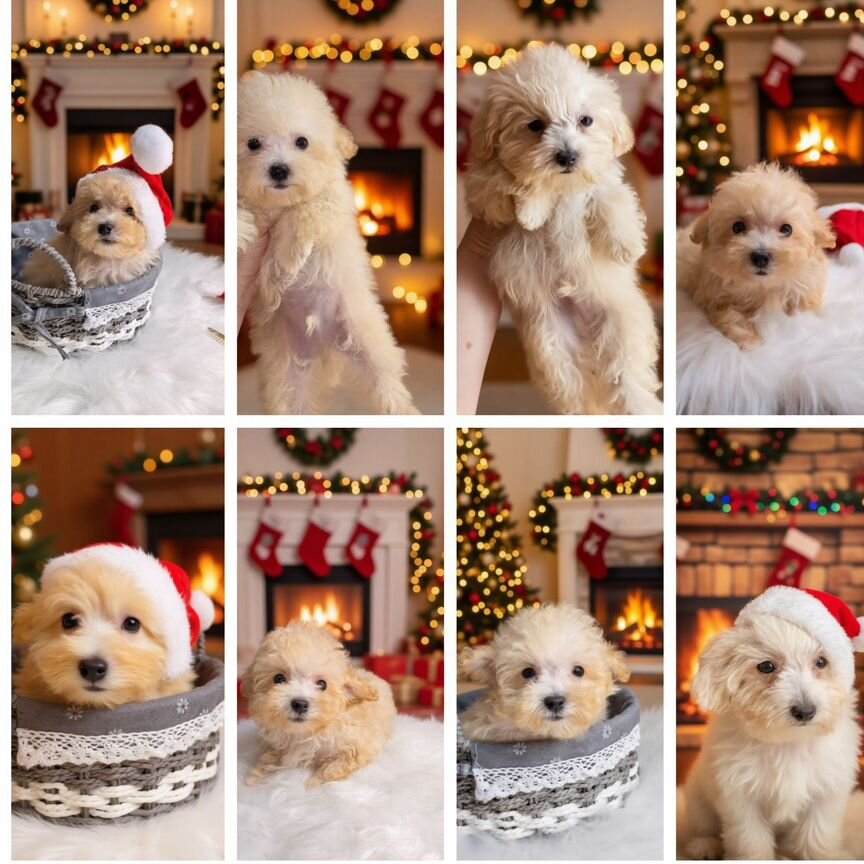 Мальтипу, щенок