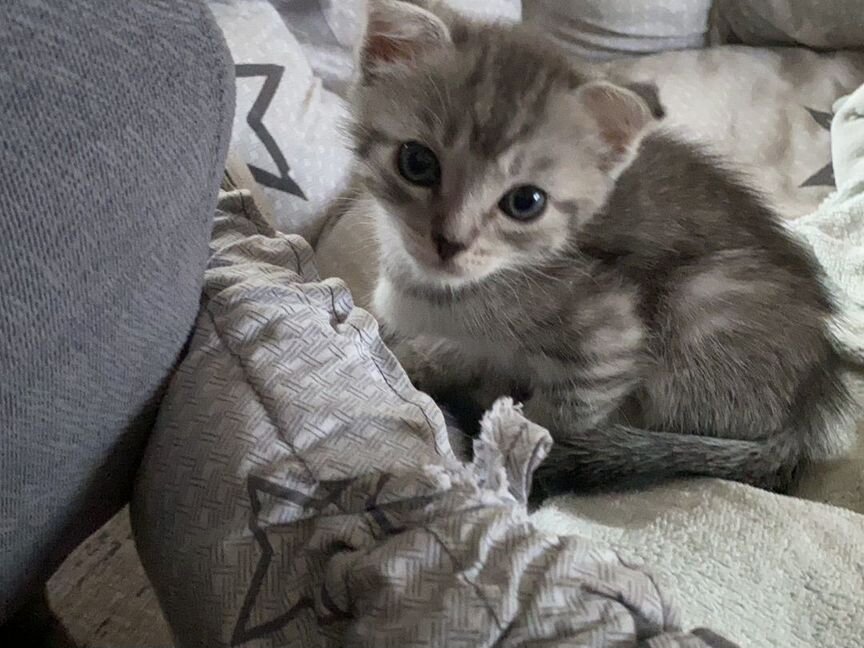 Котята