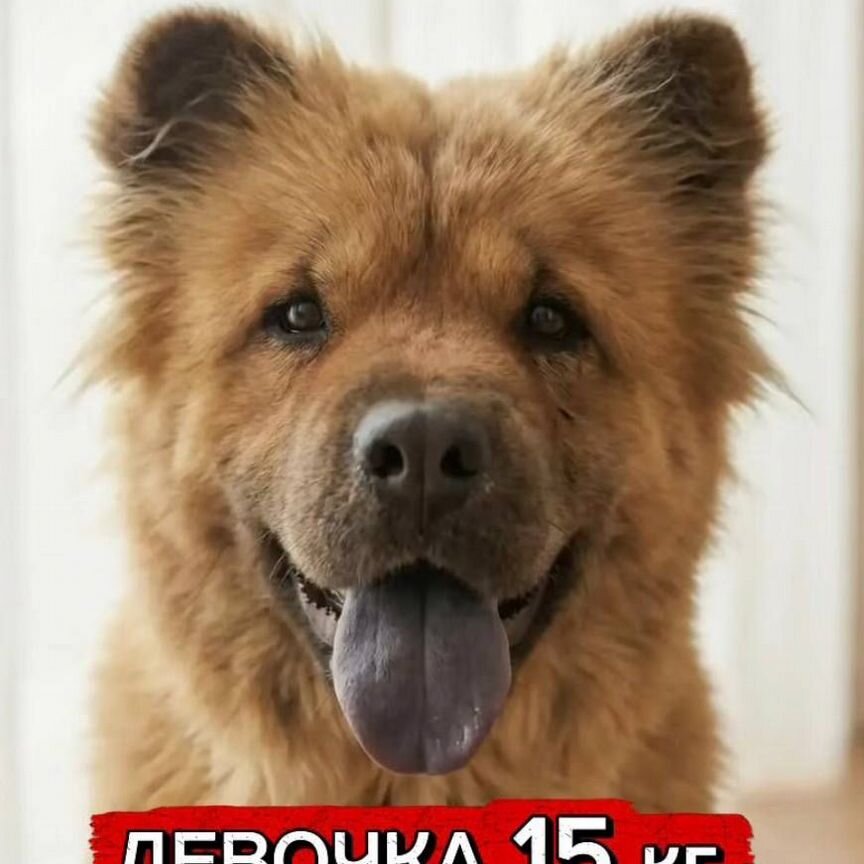 Взрослая собака в добрые руки