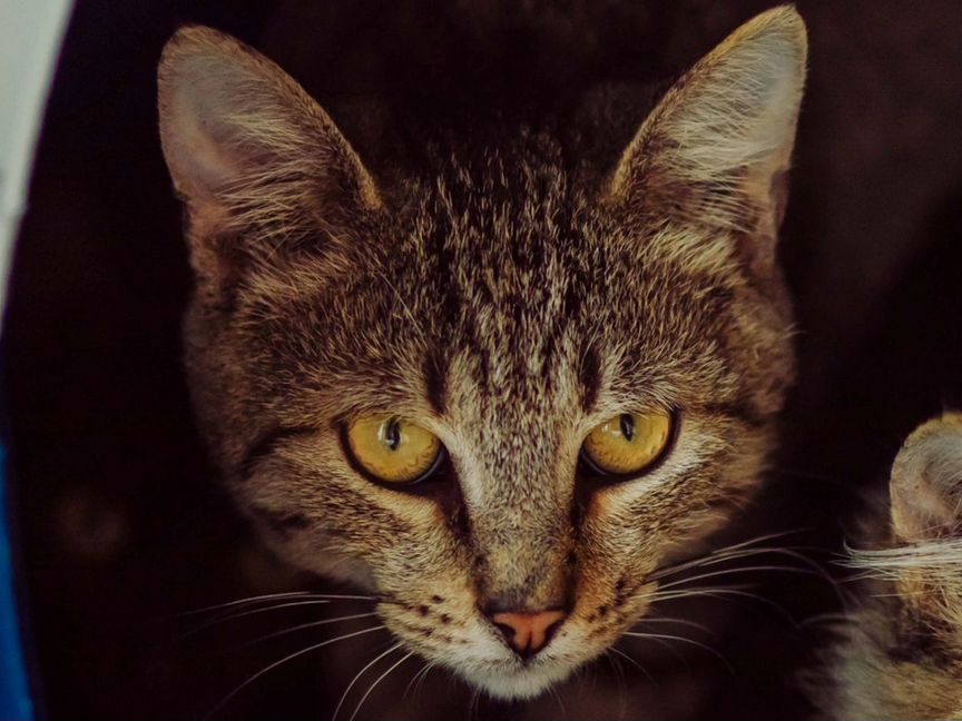 Котенок-волчонок 3-4 месяца