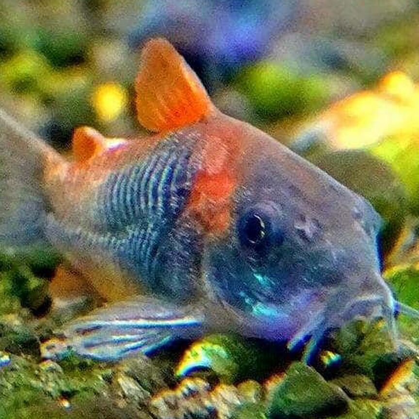 Коридорас венесуэла оранж