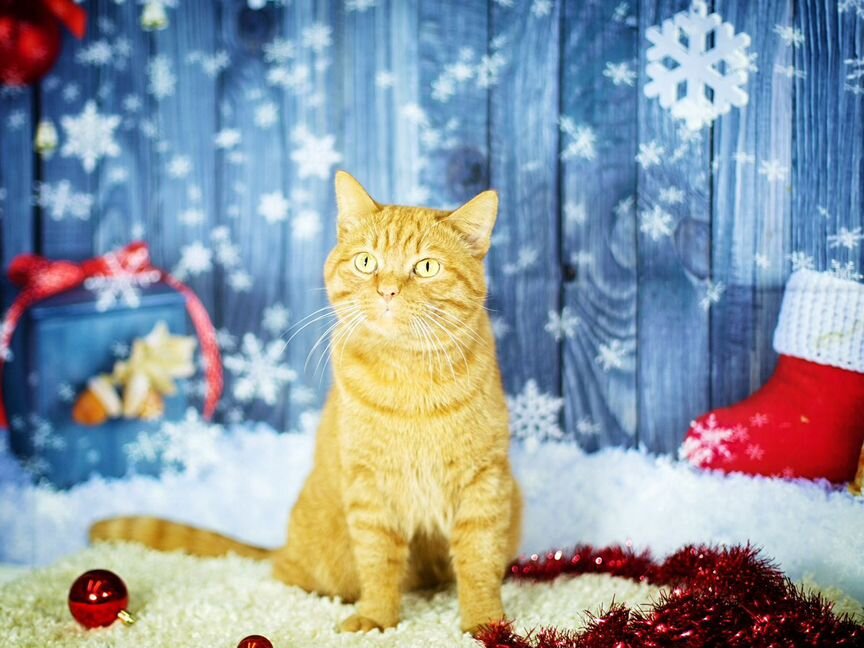 Милейший котопарень ищет семью