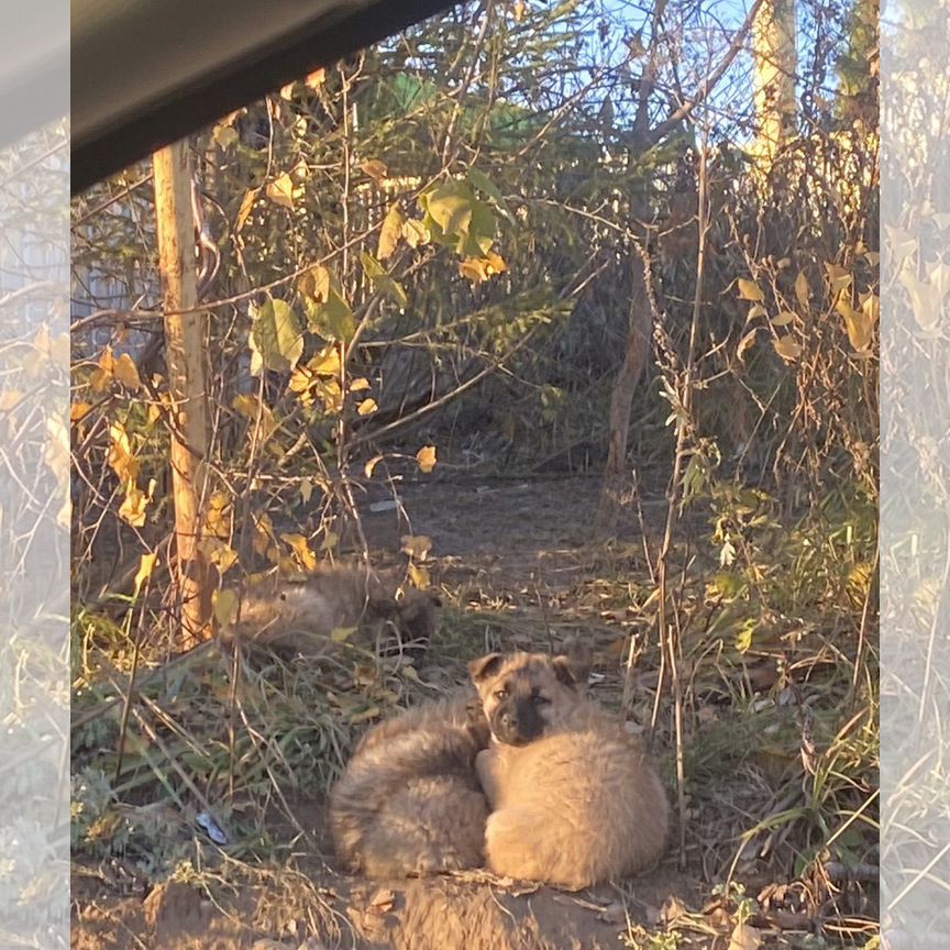 Щеночки прекрасные мальчики и девочки
