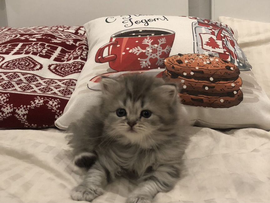 Шотландский котенок