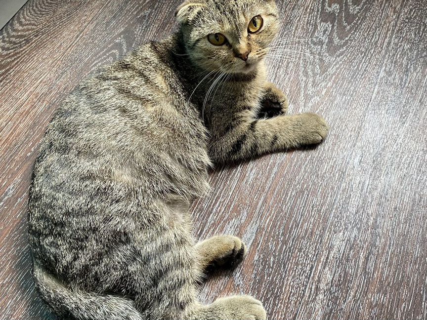 Шотландская вислоухая