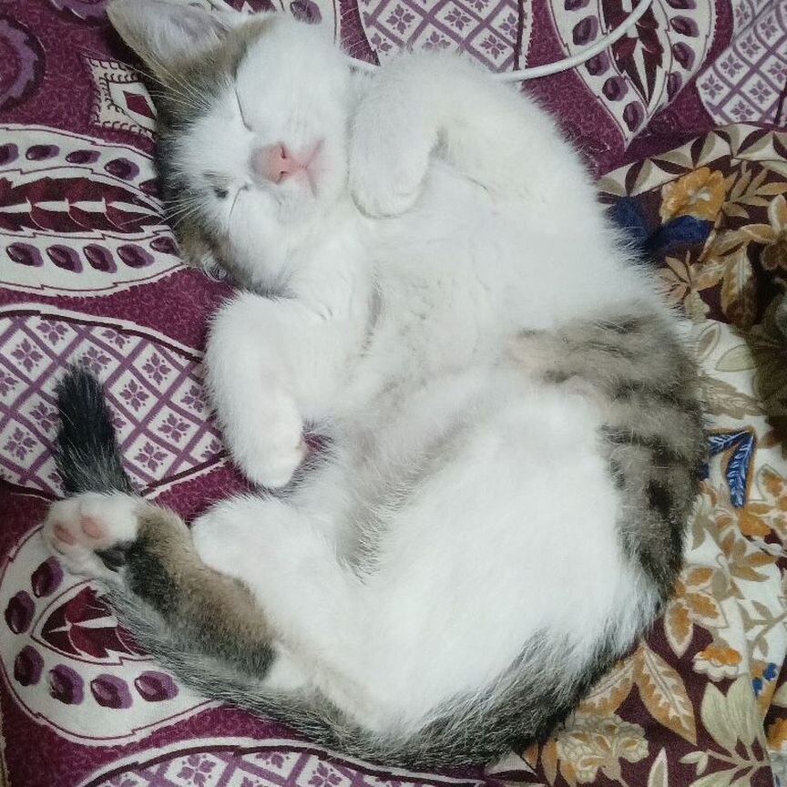 Котёнок