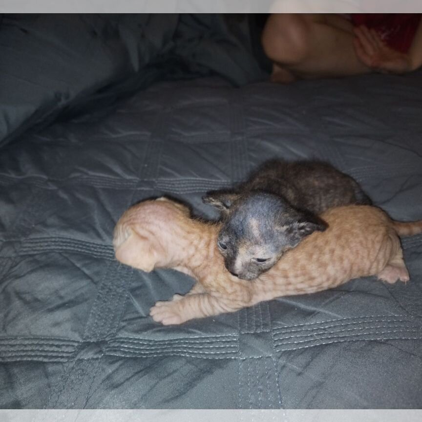 Донской сфинкс котёнок