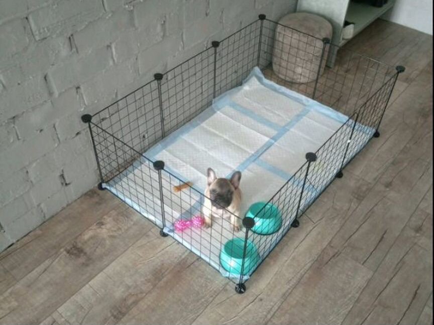 Французский бульдог щенки