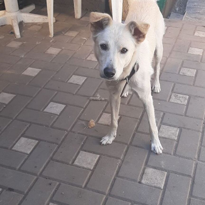 Собака в добрые руки