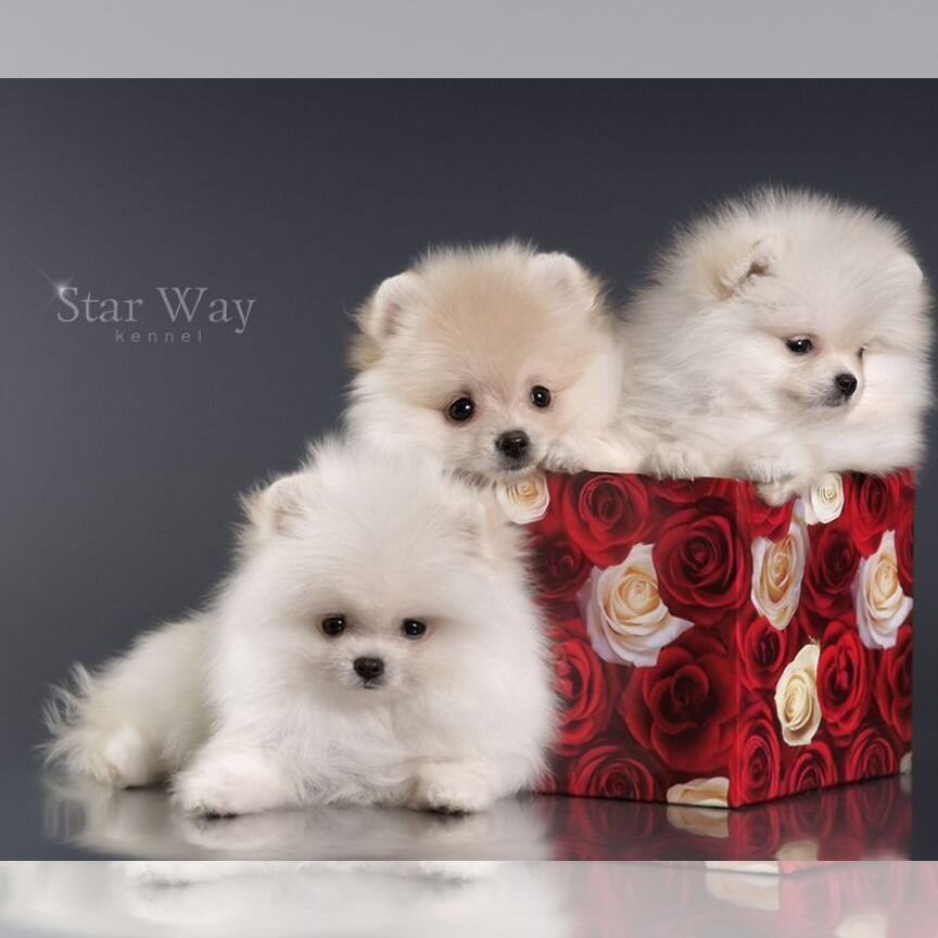 Померанский шпиц