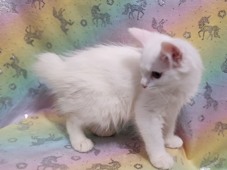 Котёнок Курильский бобтейл
