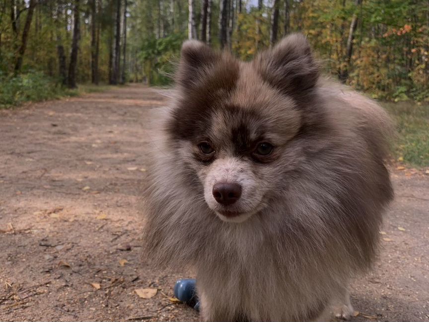 Немецкий шпиц