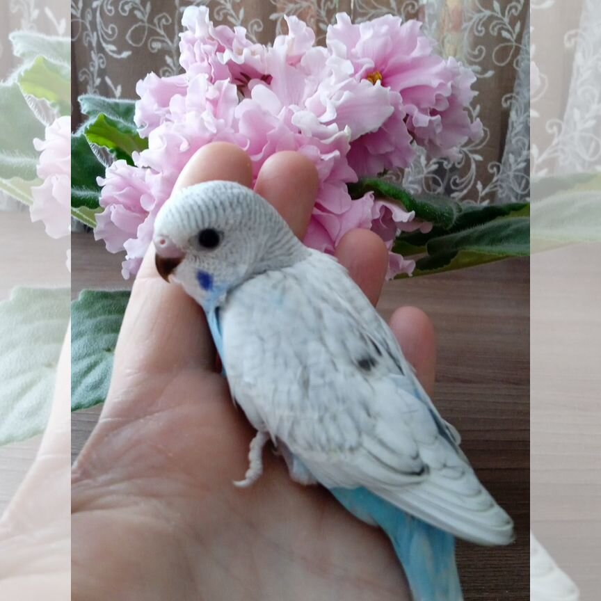 Птенец волнистого попугайчика