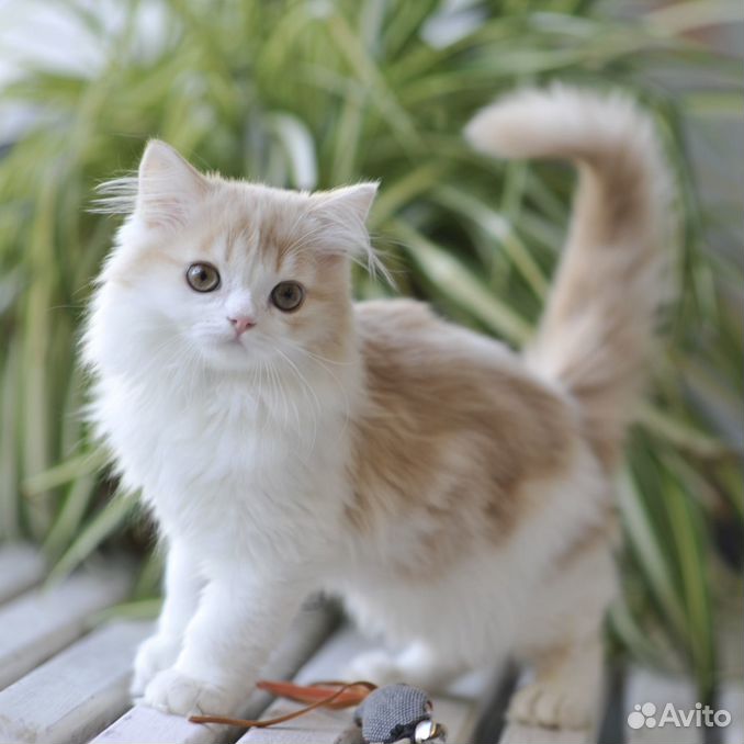 Великолепная троица шотландских прямоухих котят