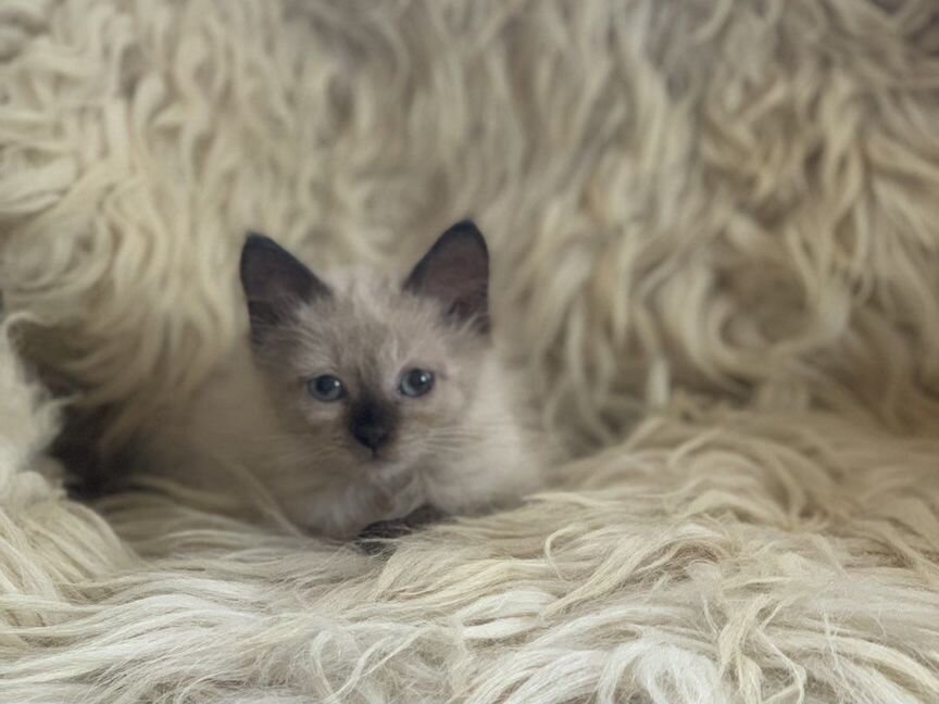 Невская Маскарадная