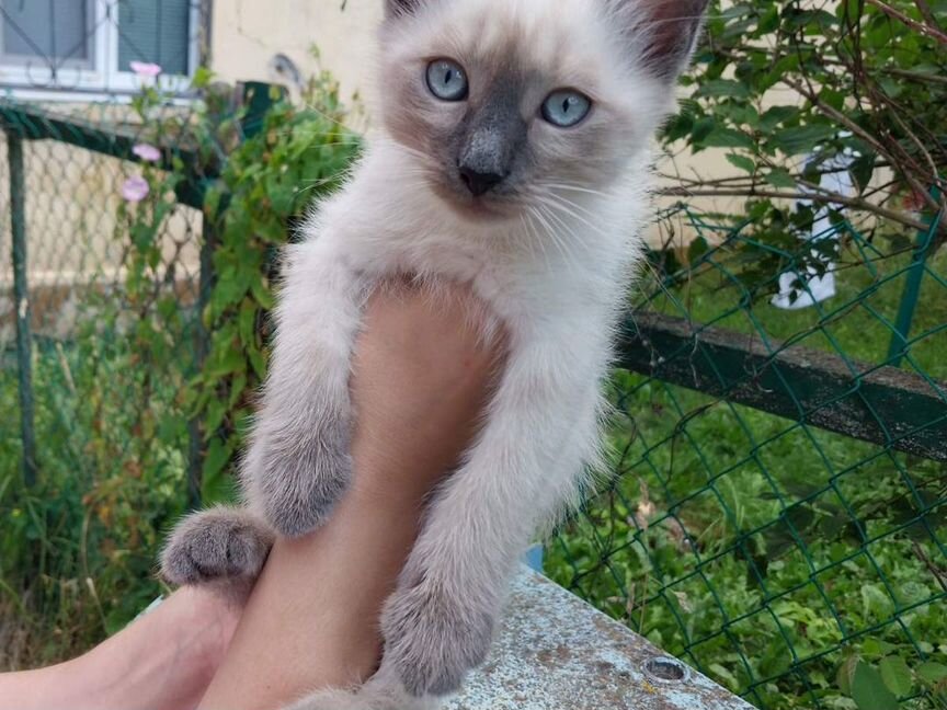 Голубоглазый блондин(2,5 мес.)