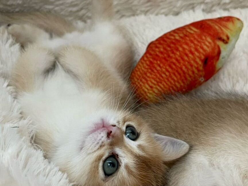 Котята золотая шиншилла